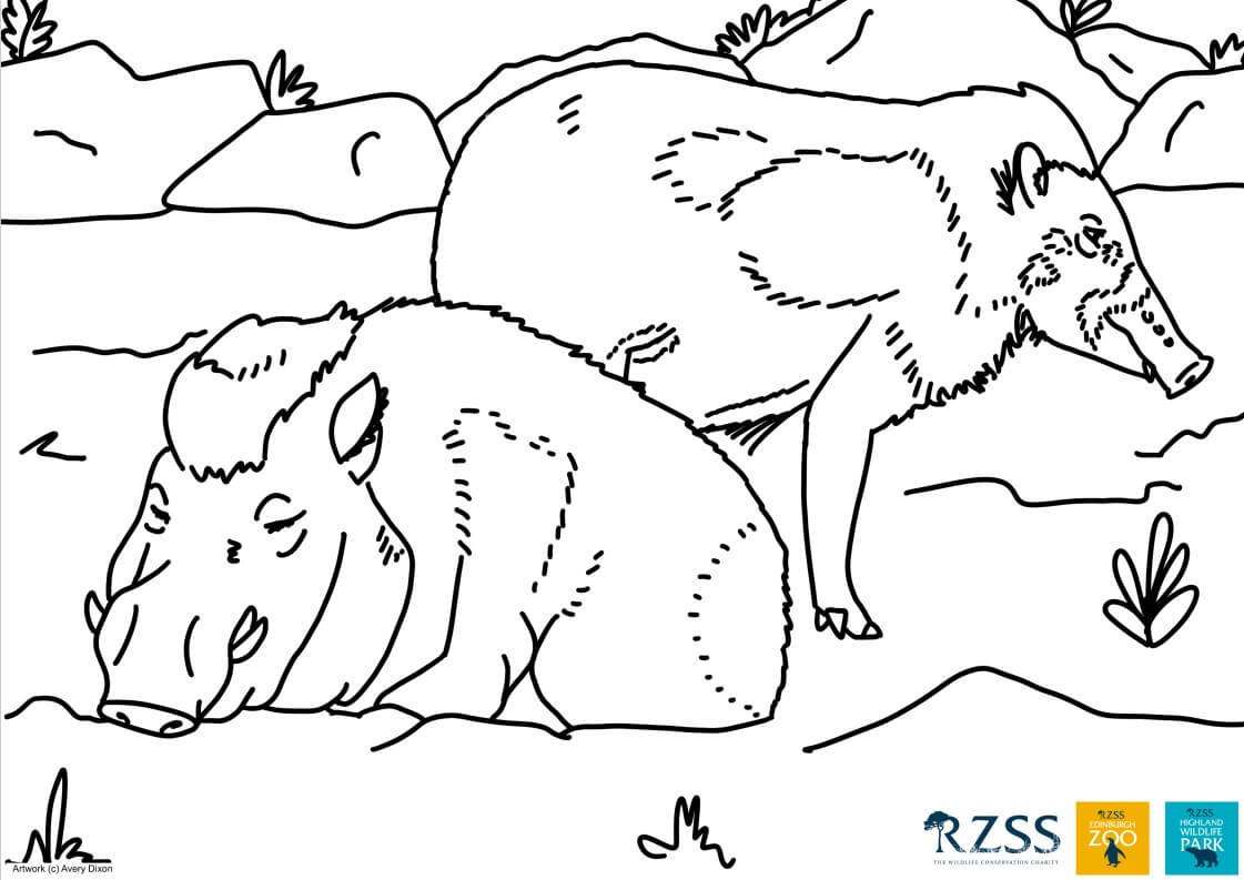 Warty Pigs: Warty Pig Colouring