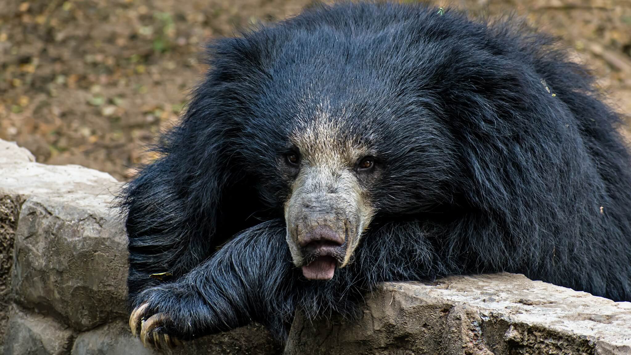 Sloth bears fact file: They are not related to sloths
