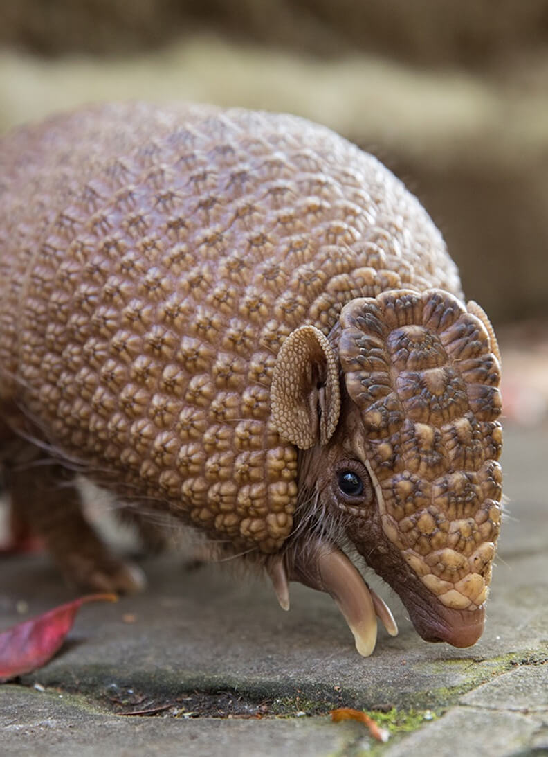 RZSS: Armadillos